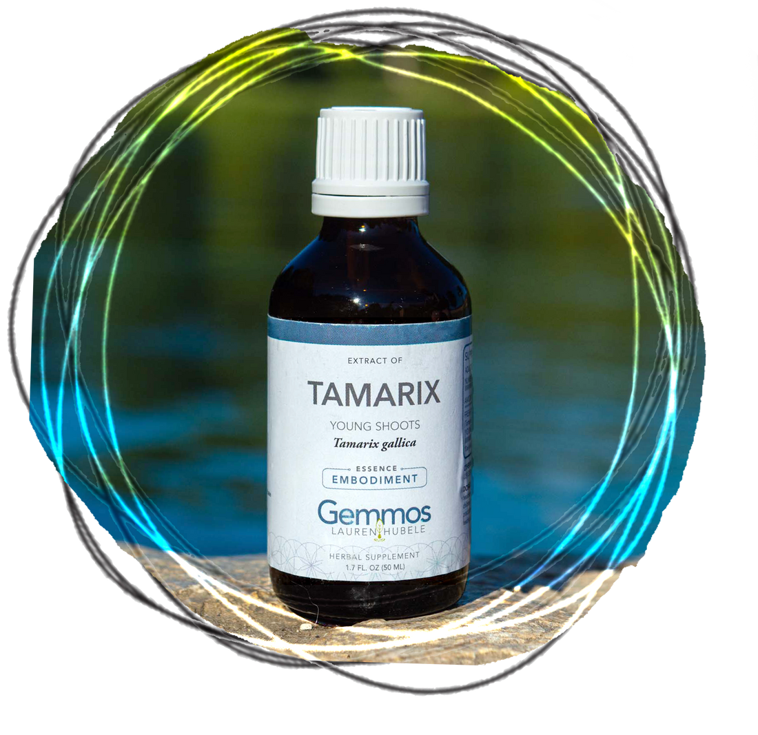 Tamarix, Tamarix gallica – Gemmos Lauren Hubele